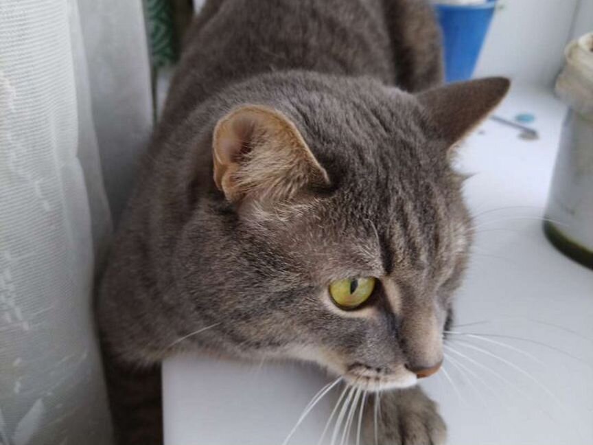 Кот