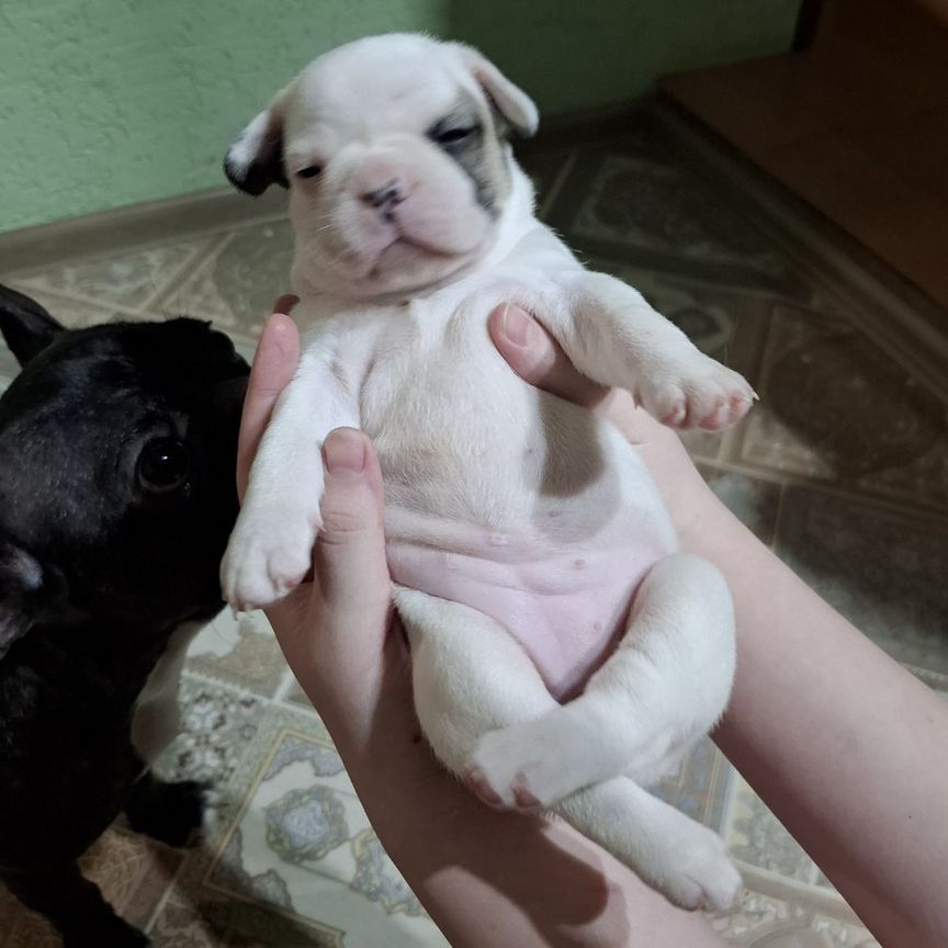 Французский бульдог, щенок
