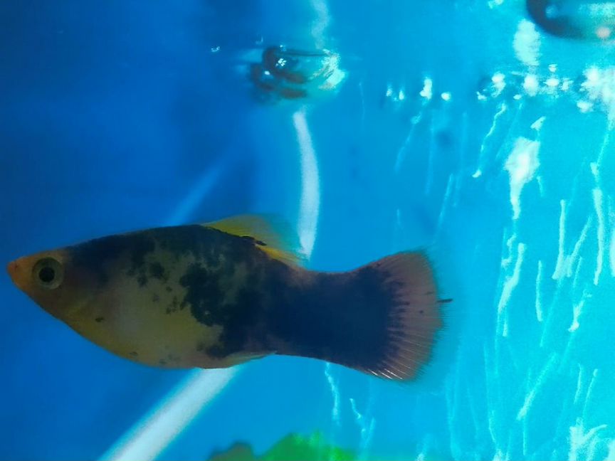 Продам рыбок