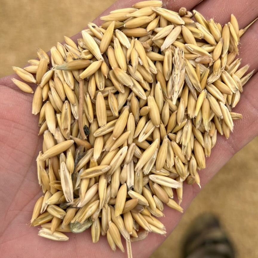 Овес семянной