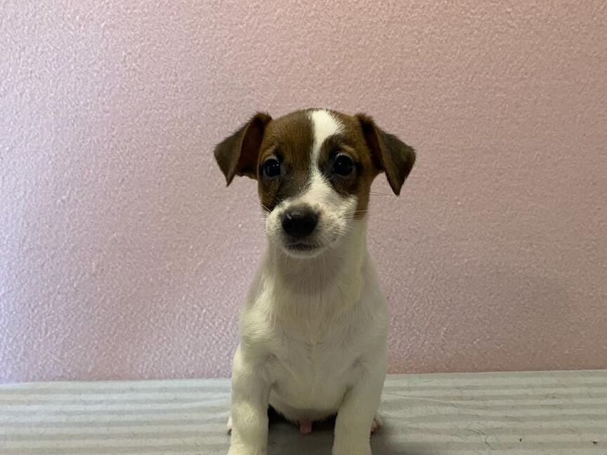 Щенки Джек Рассел терьера