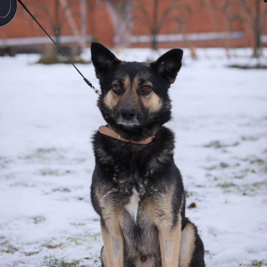 Кобель 3х лет Френки в добрые руки