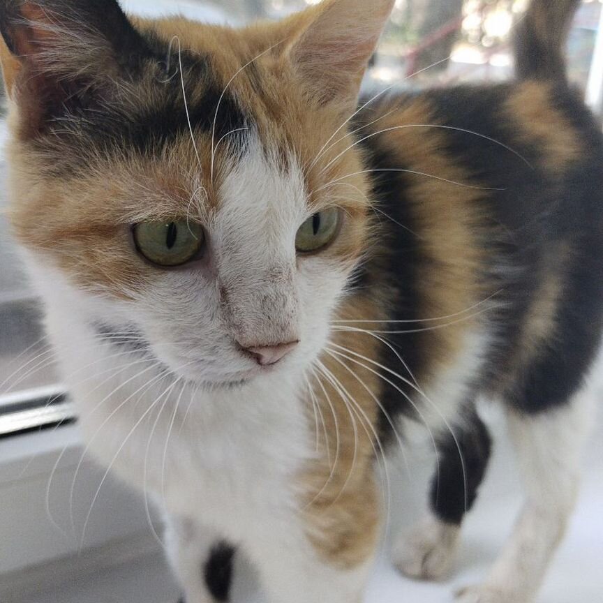 SOS очень нужен сердечный друг