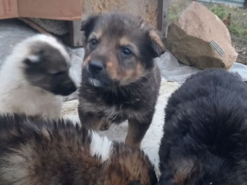 Щенки бесплатно. В добрые руки. Азов. р-н