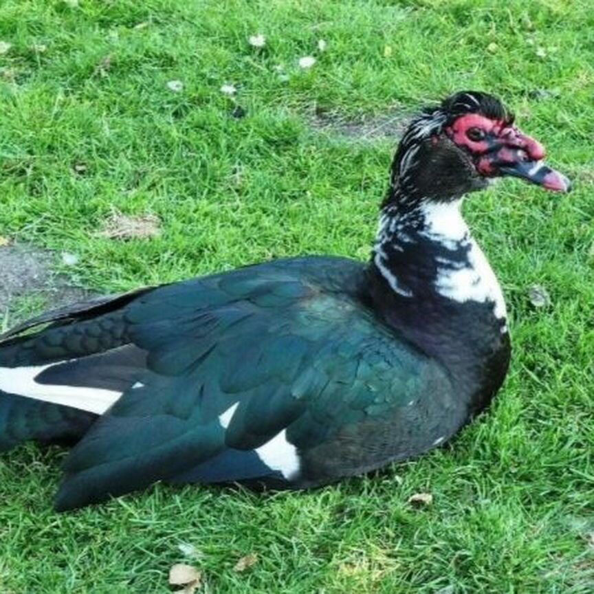 Семья индоуток