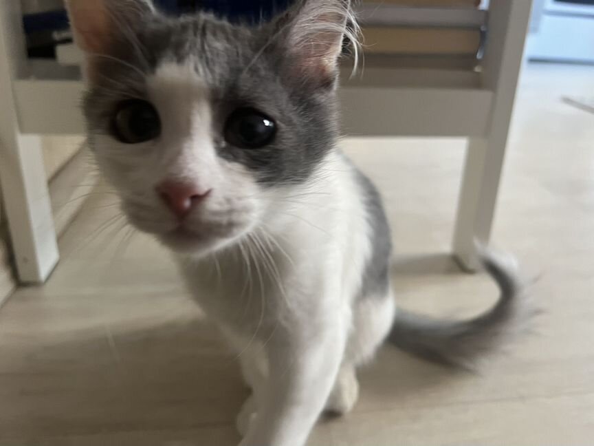 Котенок мальчик 3 месяца