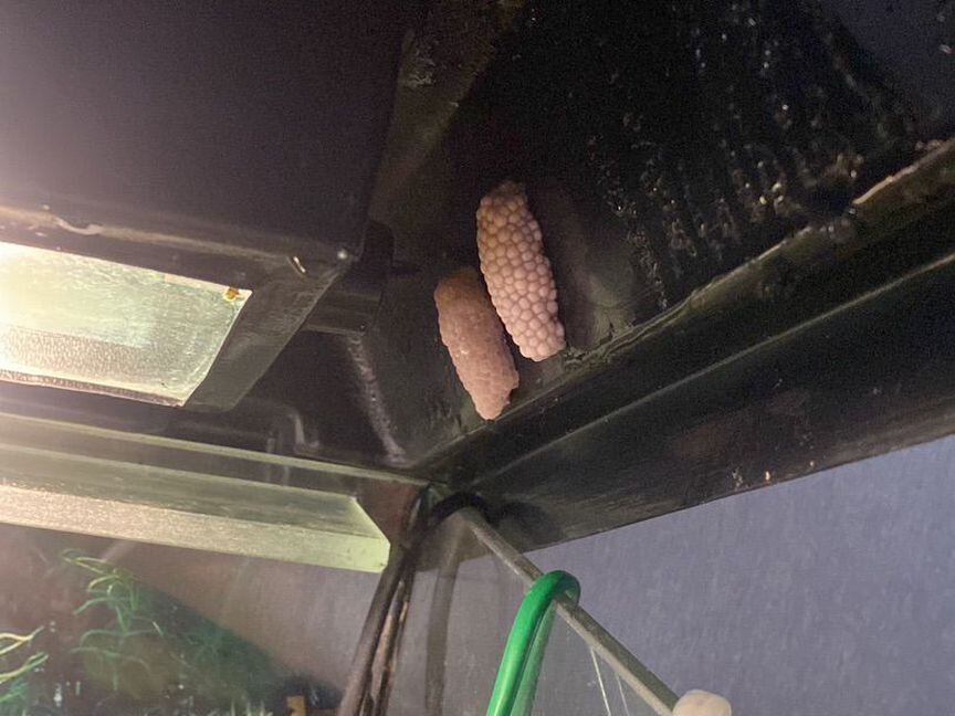 Икра ампулярии