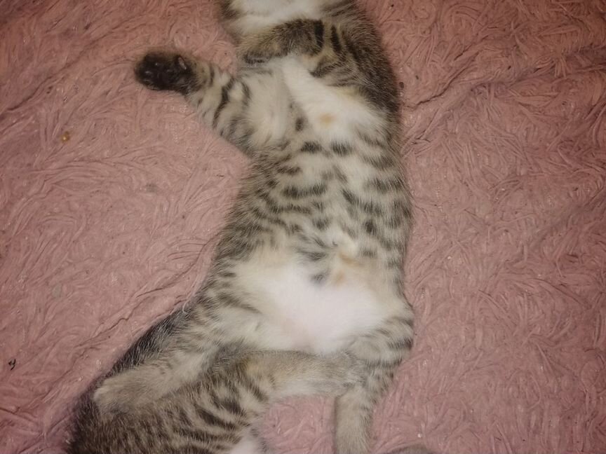 Кошки в добрые руки бесплатно