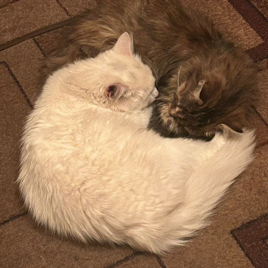 Котята в добрые руки 6 месяцев с войны