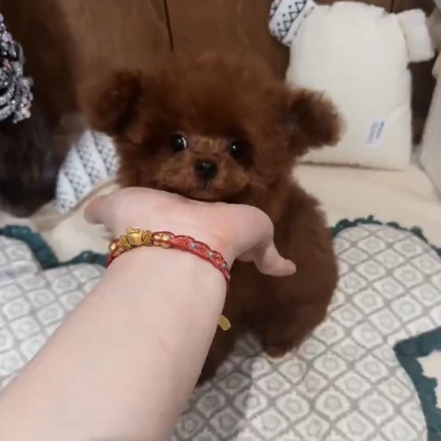 Девочка пудель из Китая