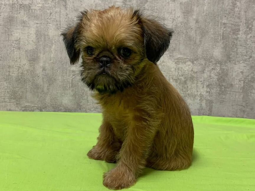 Брюссельский гриффон