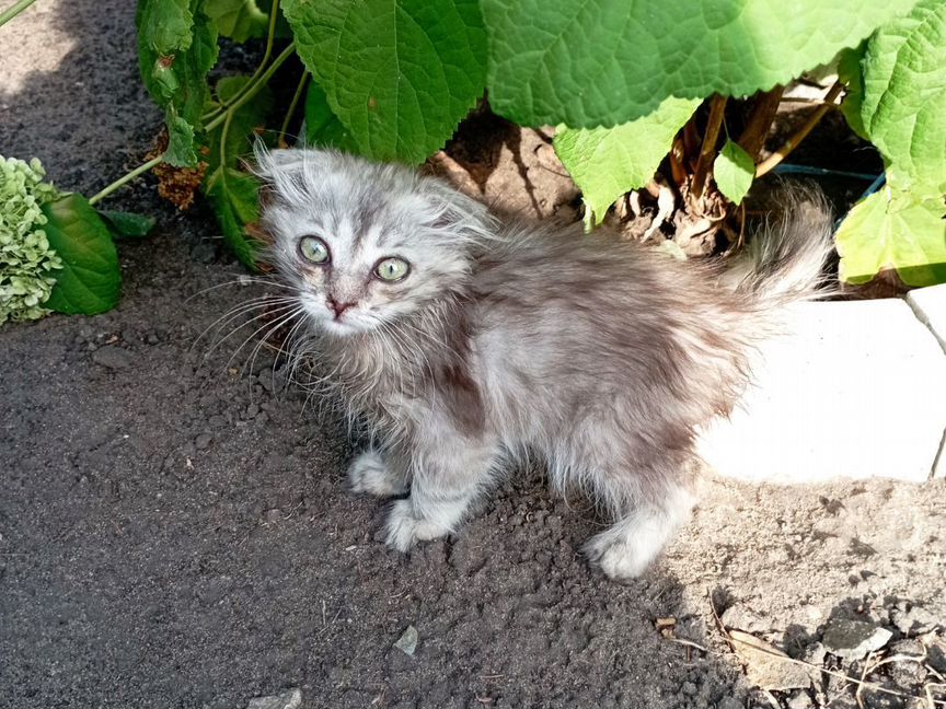 Кошка
