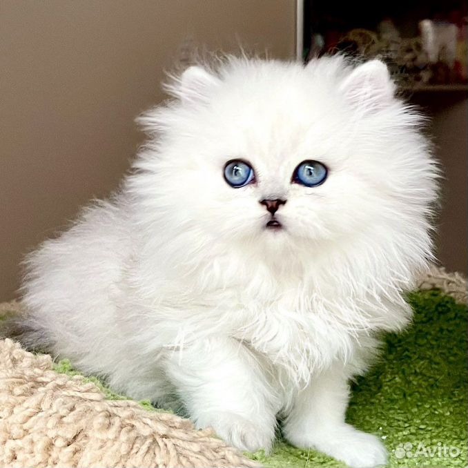 Классический персик серебряная шиншилла