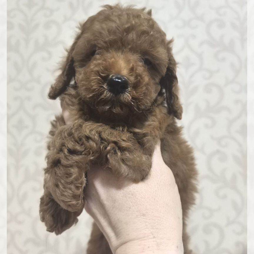 Той-пудель, щенок