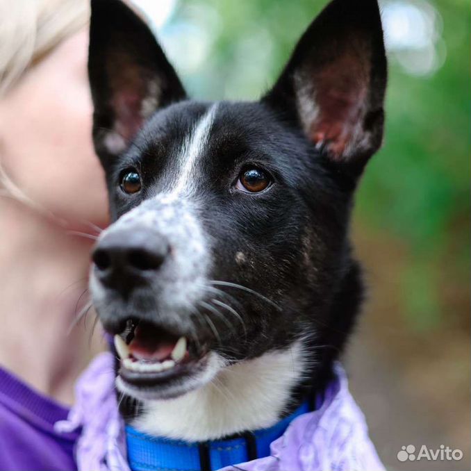 Собачка Кэтти ищет дом