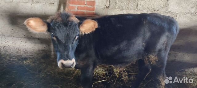 Телята бычки