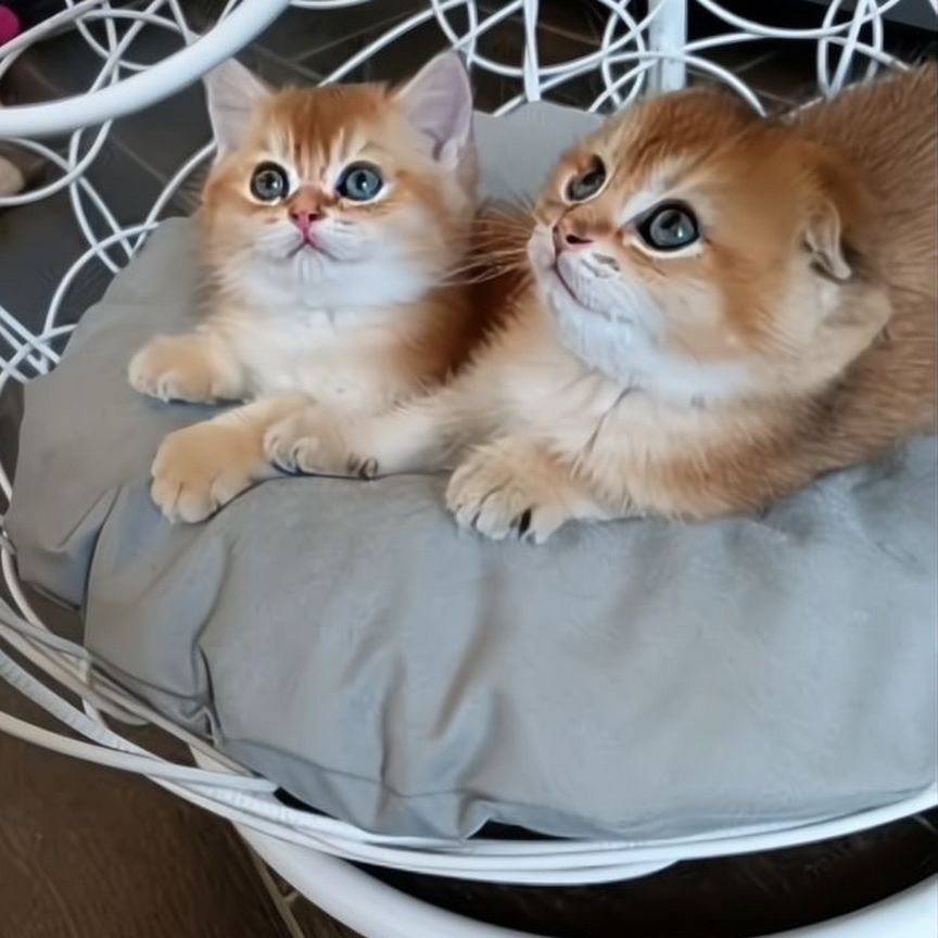 Шотландский вислоухий короткошёрстный котёнок