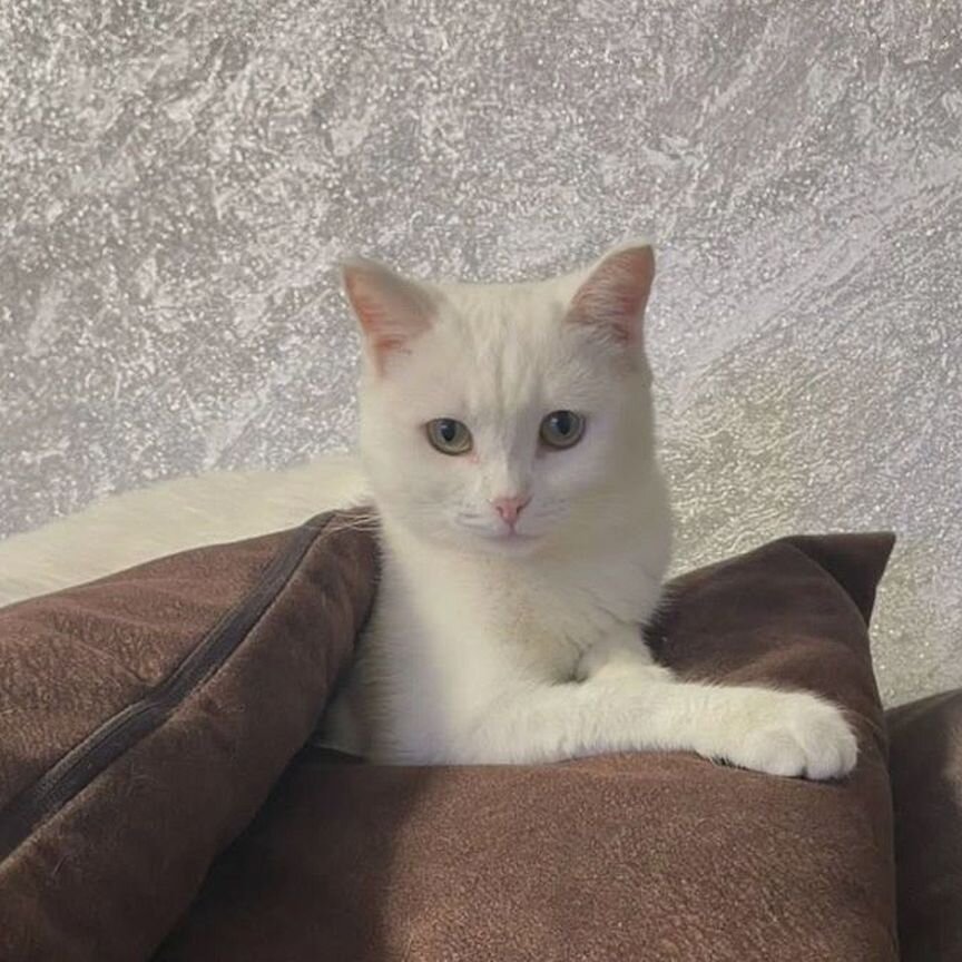 Кошечка Лея, 1,5г, стерилизована, лоток 5