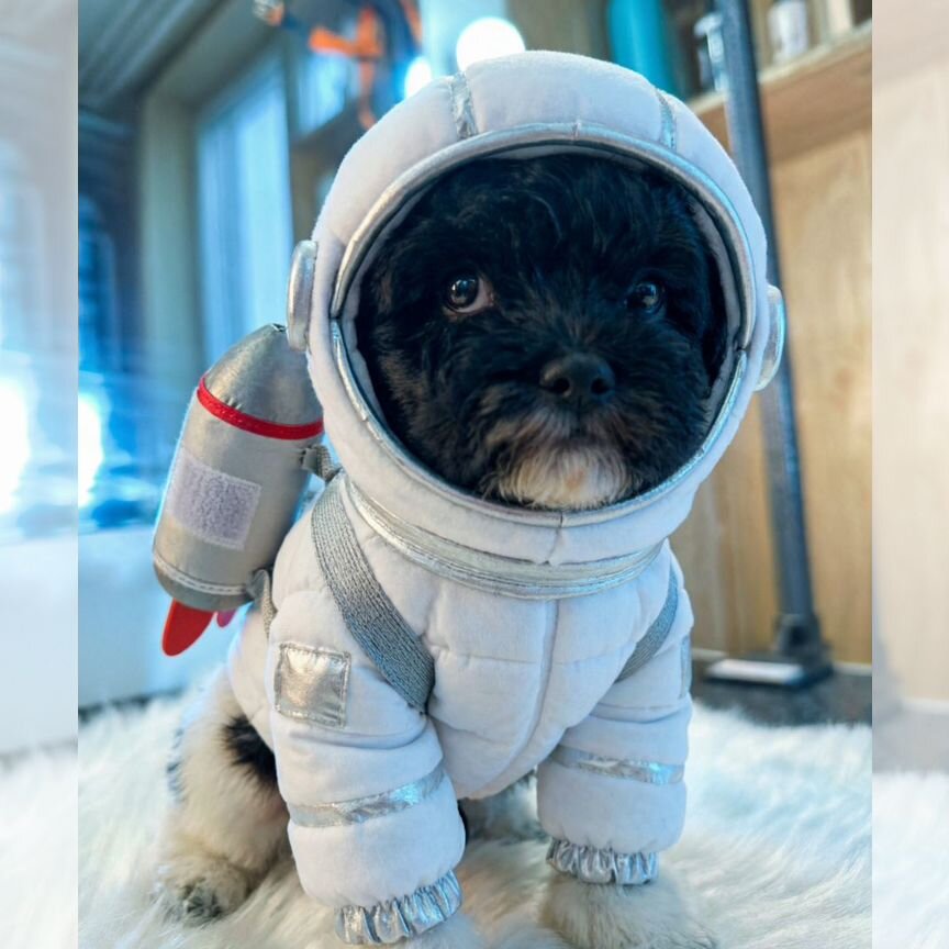 Карликовый пудель, щенок