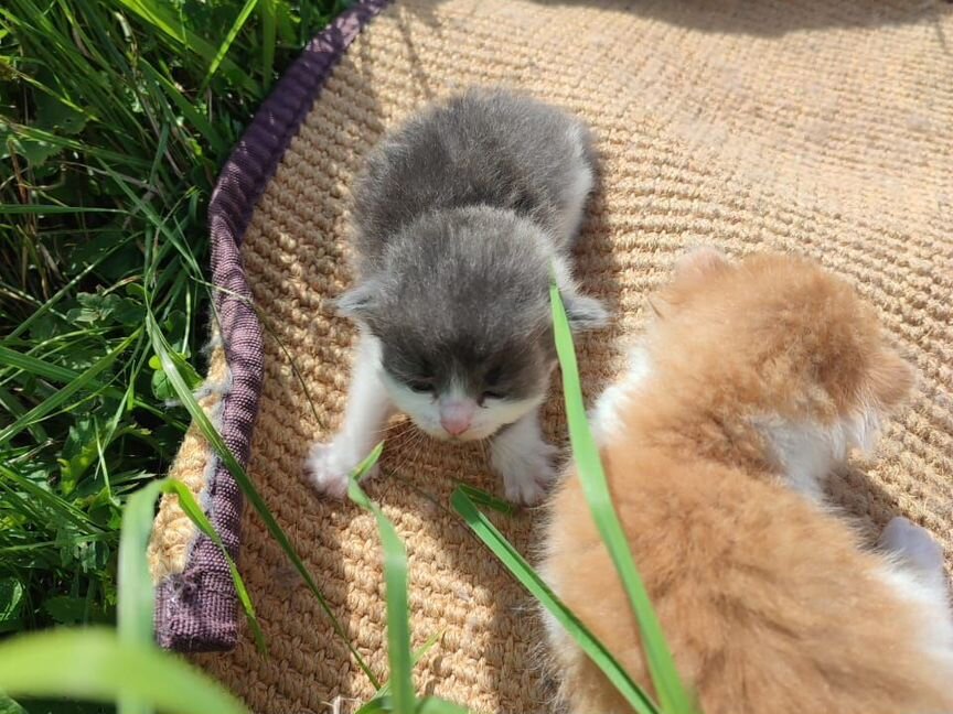 Мохнатые и чудесатые милашки