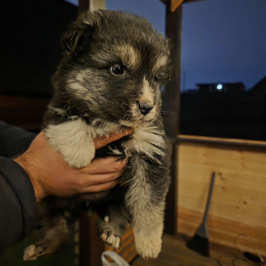 Щенок в добрые руки