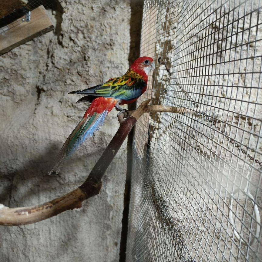 Попугай розелла