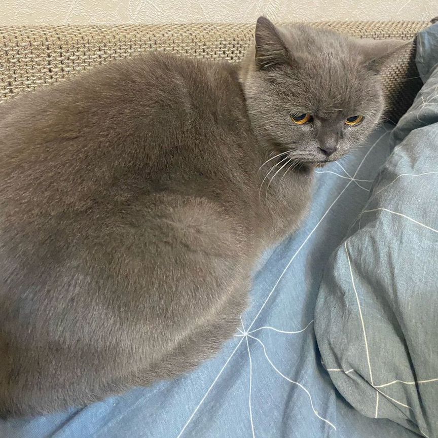 Найдена кошка, британка