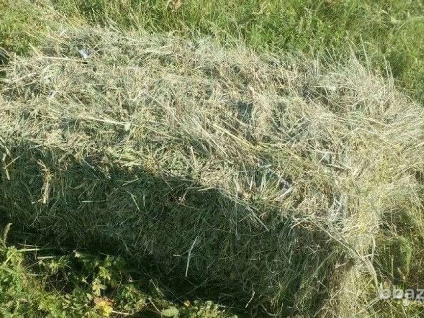 Сено в тюках самовывоз