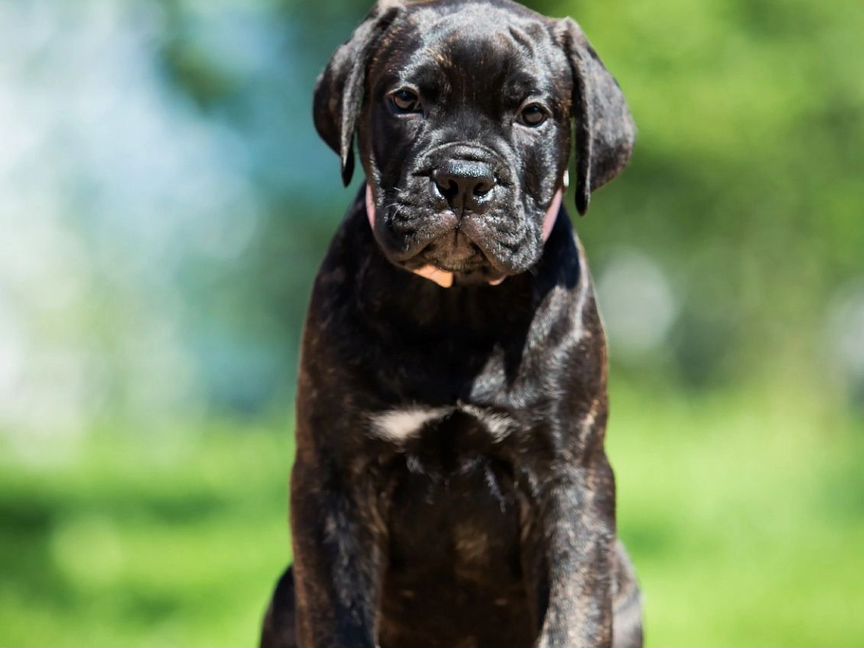 Бульмастиф