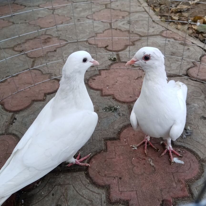 Бакинские голуби