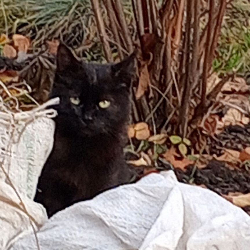 Домашние животные котята бесплатно