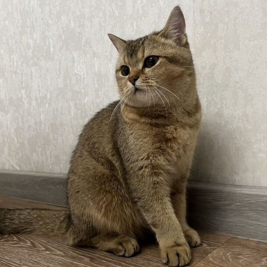 Золотая шиншилла
