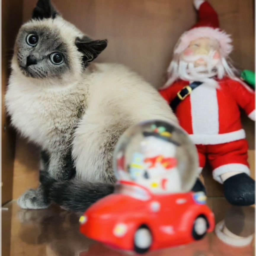 Сиамский котёнок