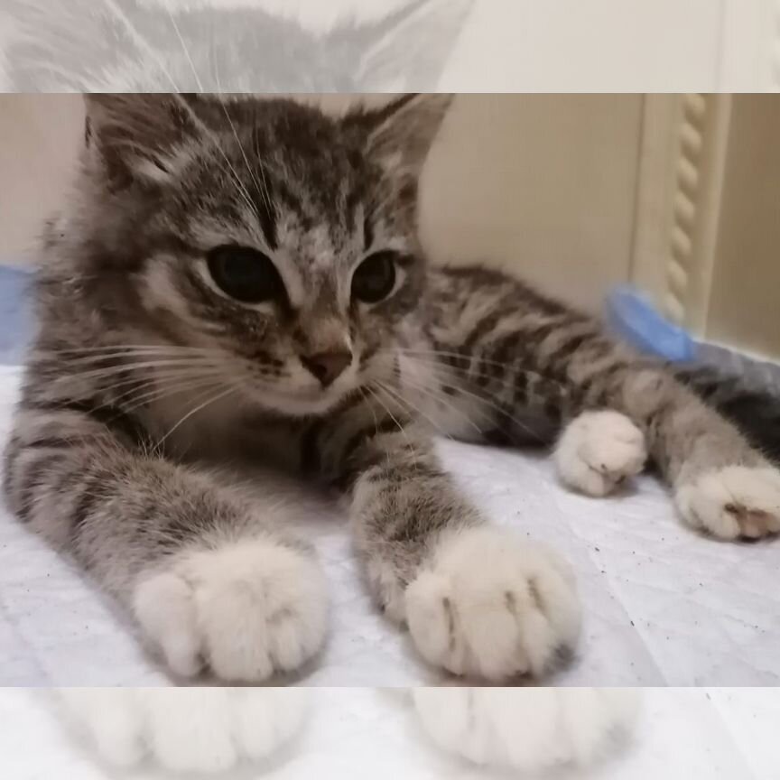 Отдадим котенка