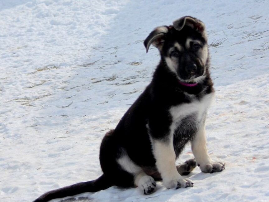 Шикарные щенки вео