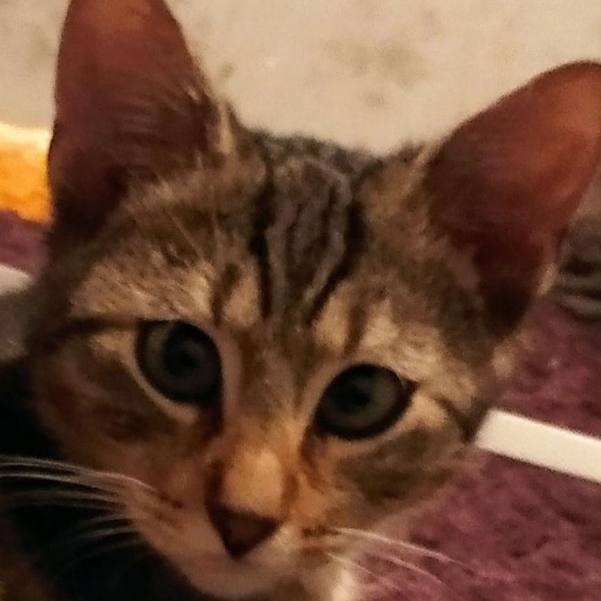 Котенок