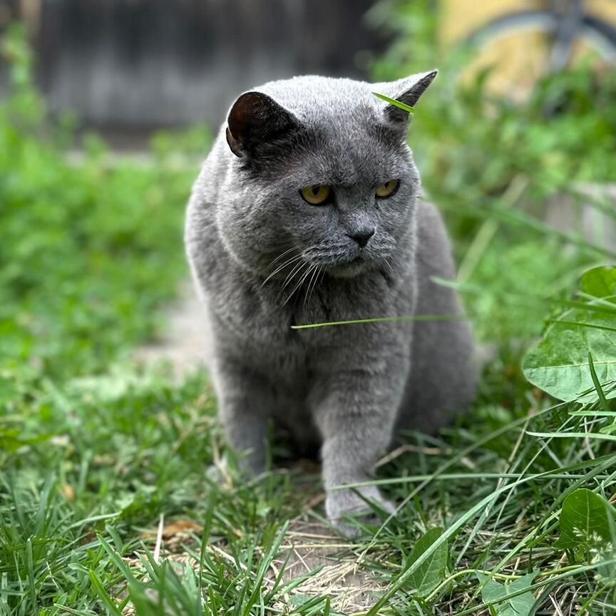 Потерялся кот британец кастрирован