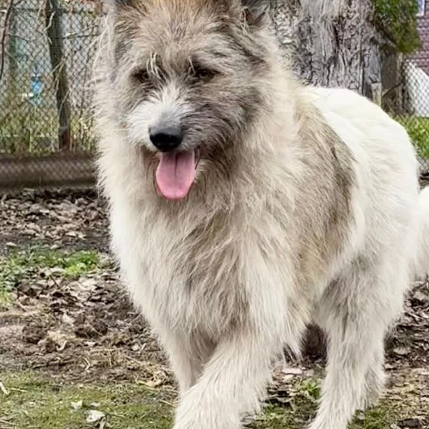 Собачка Жужа в добрые руки