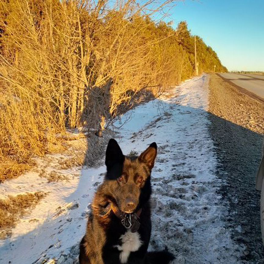 Чёрная собака в ошейниках на дороге