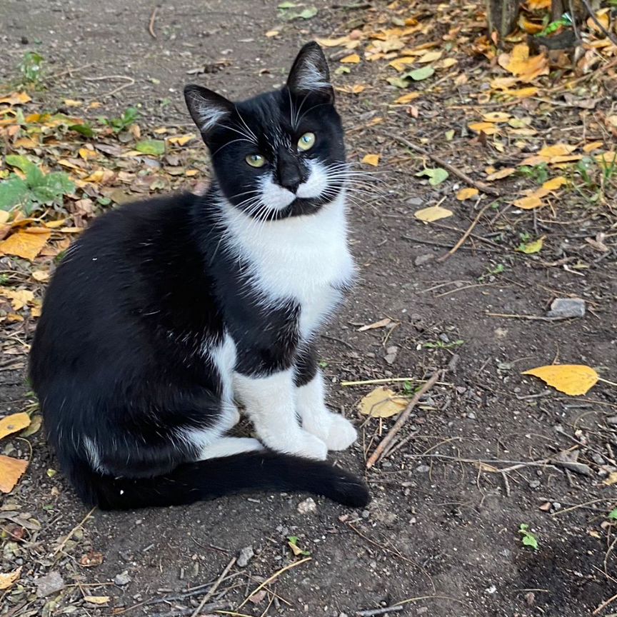 Красивый котенок