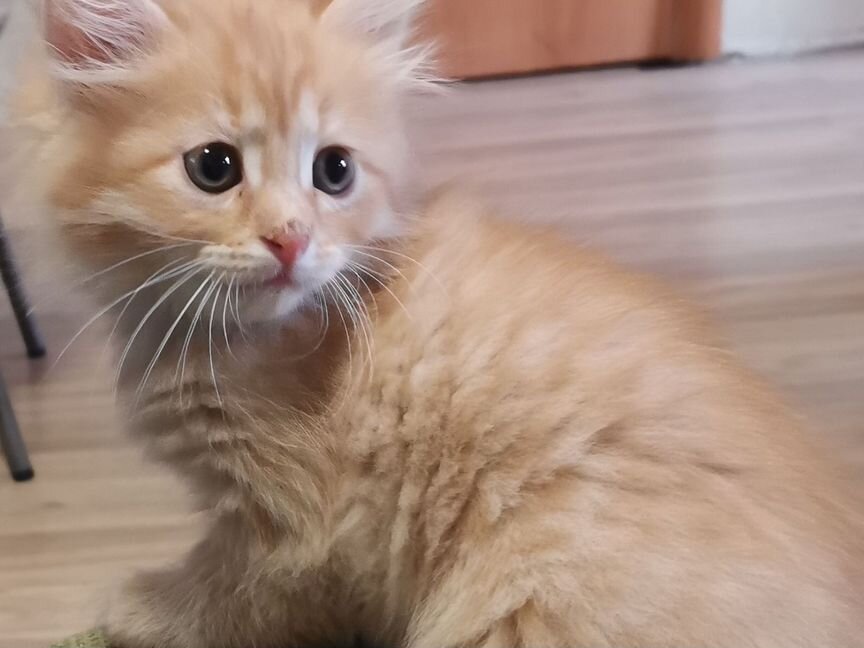 Кошки в добрые руки