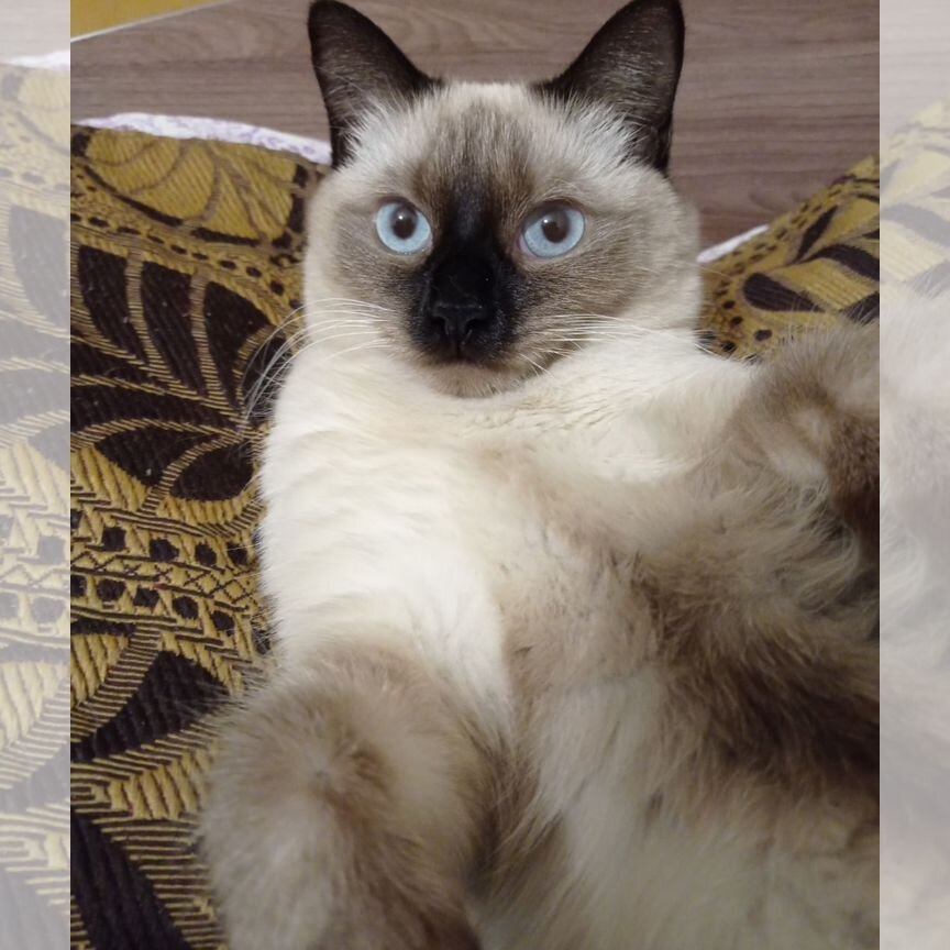 Сиамский котёнок