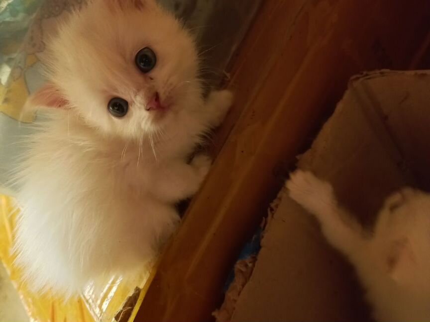 Американский бобтейл