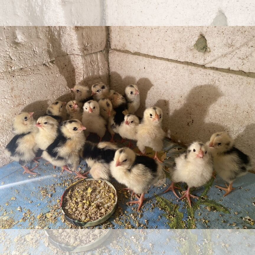 Цыпленок Леггорн Долматинец