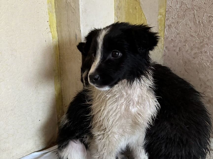 Щенок метис