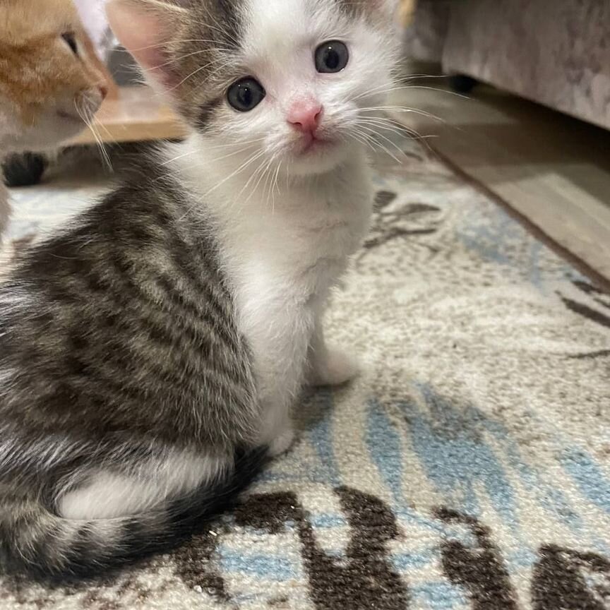 Котята в дар