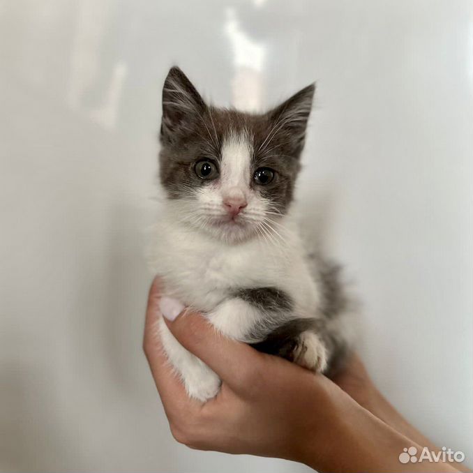 Интеллигентный котик ушастик в добрые руки