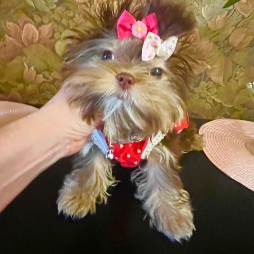 Йоркширский терьер, щенок