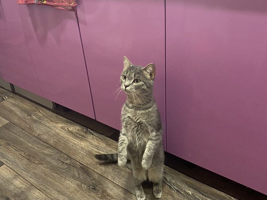 Кошка