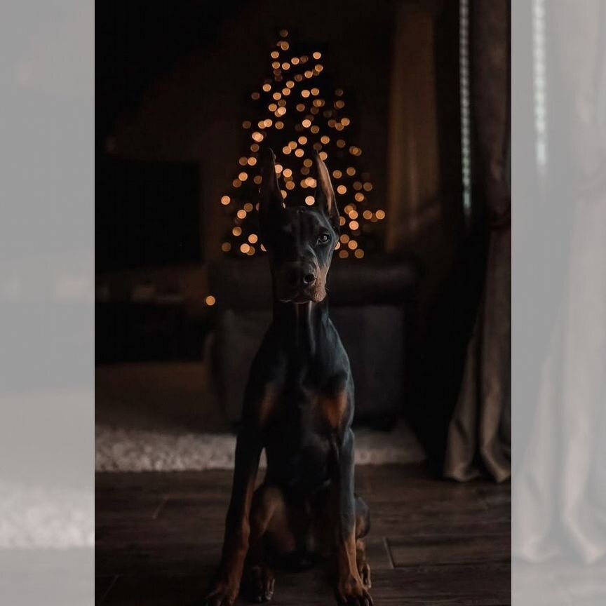 Доберман, щенок